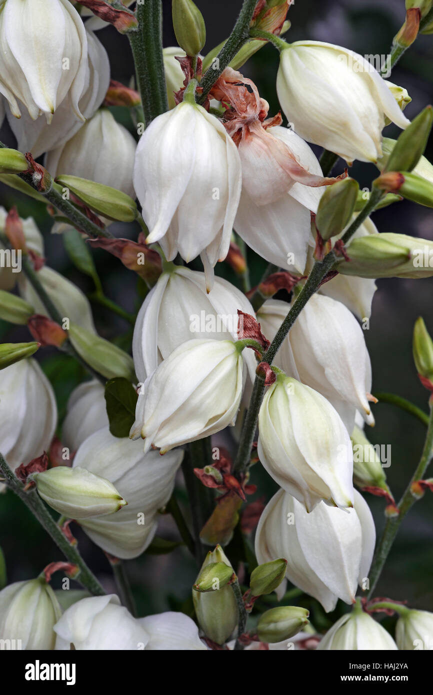 Common yucca flowers Stock Photo - Alamy