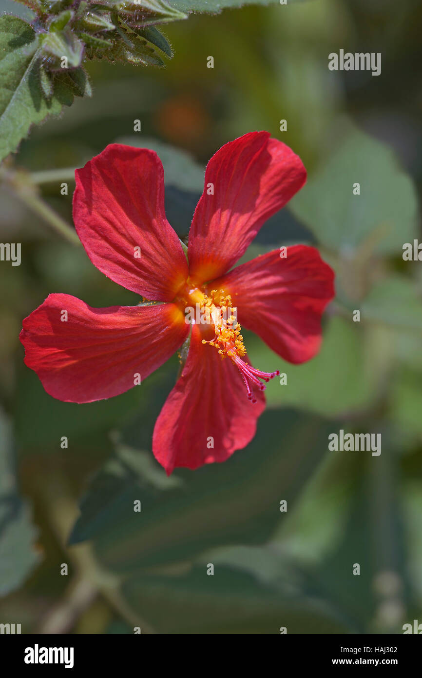 Red mallow flower Stock Photo - Alamy