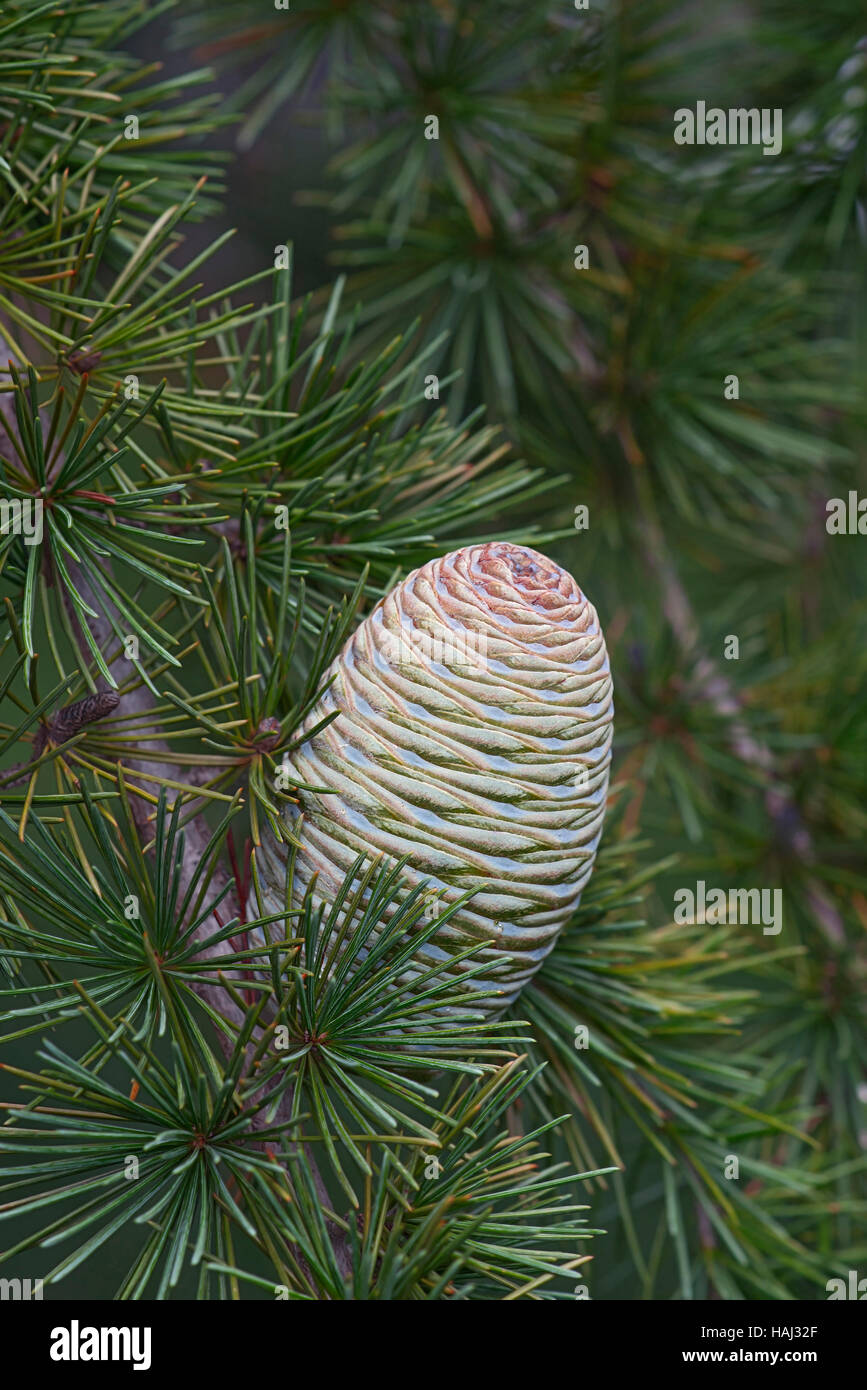 Cone of Deodar cedar Stock Photo - Alamy