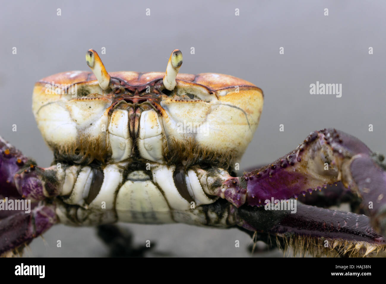 Mangrove closeup hi-res stock photography and images - Alamy