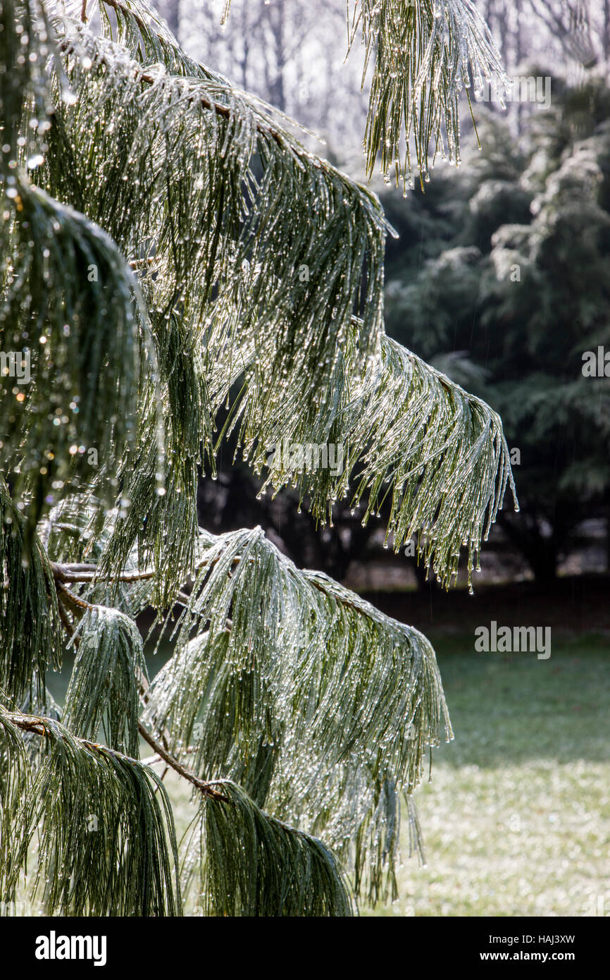 Close up of the needles of an Eastern White Pine tree coated with ice ...