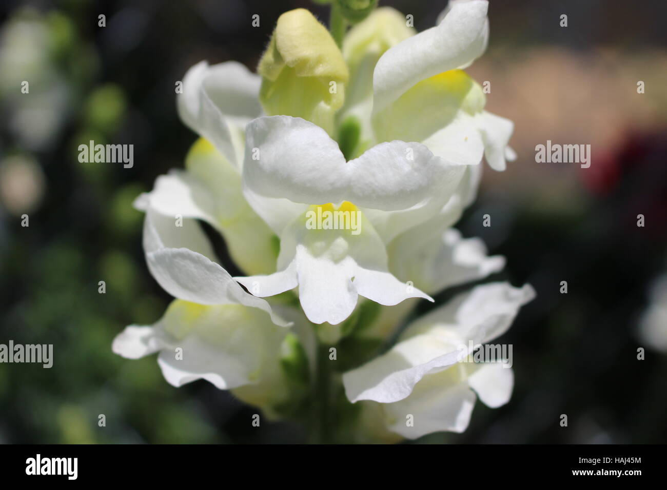 Closeup of Snap Dragon Flower Stock Photo - Alamy