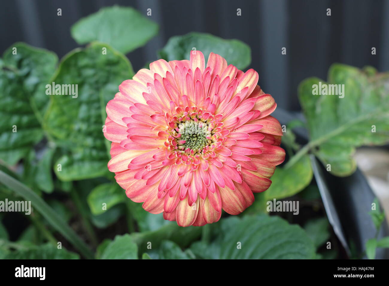 African gerbera hi-res stock photography and images - Alamy
