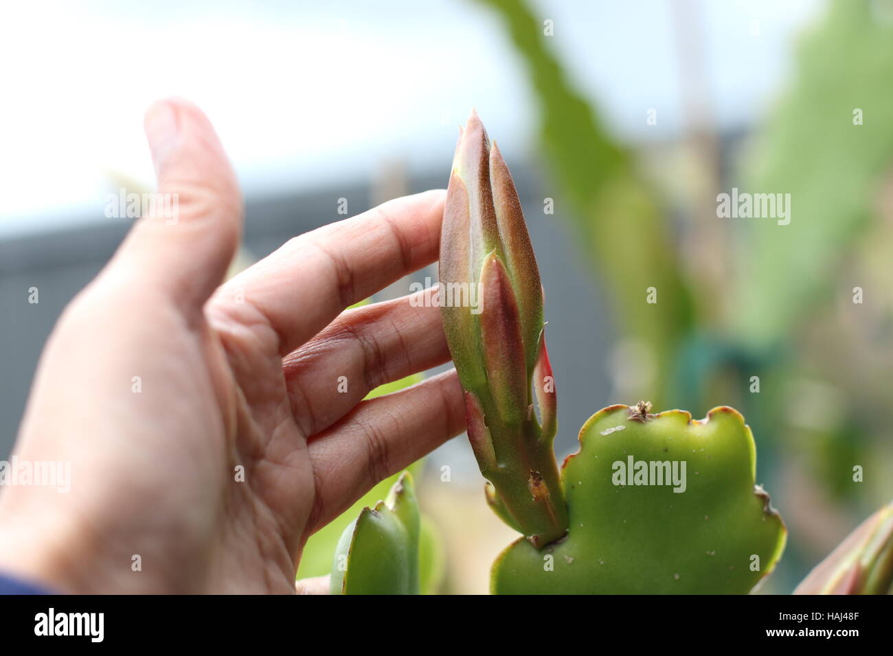 Close up of Epiphyllum or orchid cactus with flower buds Stock Photo ...