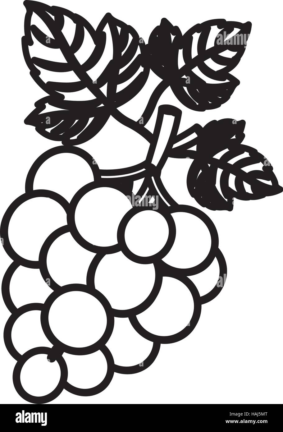 Isolated grapes fruit design Stock Vector Image & Art - Alamy