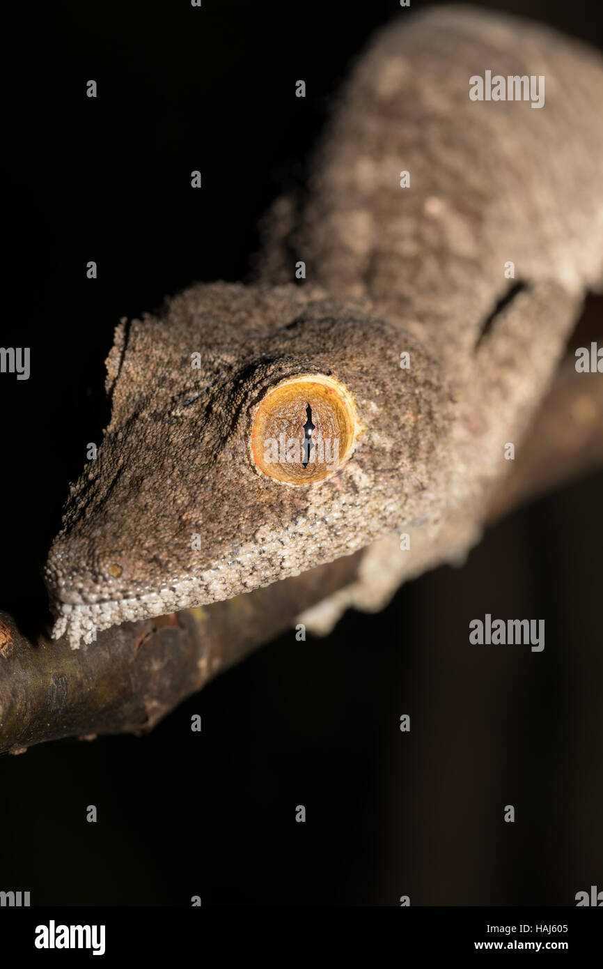 Giant leaf-tailed gecko, Uroplatus fimbriatus, Ankarana Special Reserve ...
