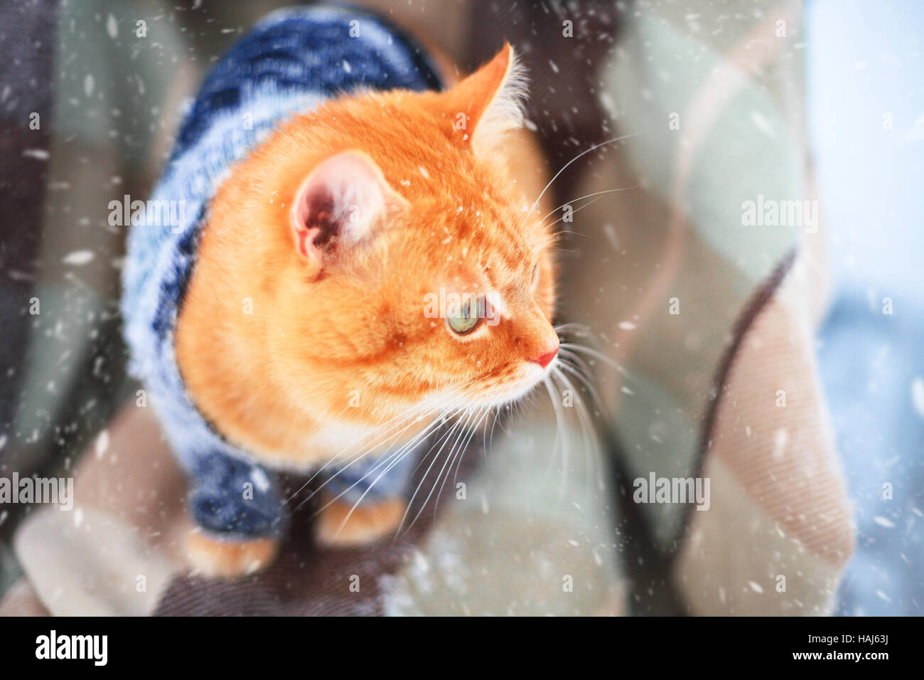 Beautiful red cat in a knitted sweater sitting on the plaid outdoors on ...
