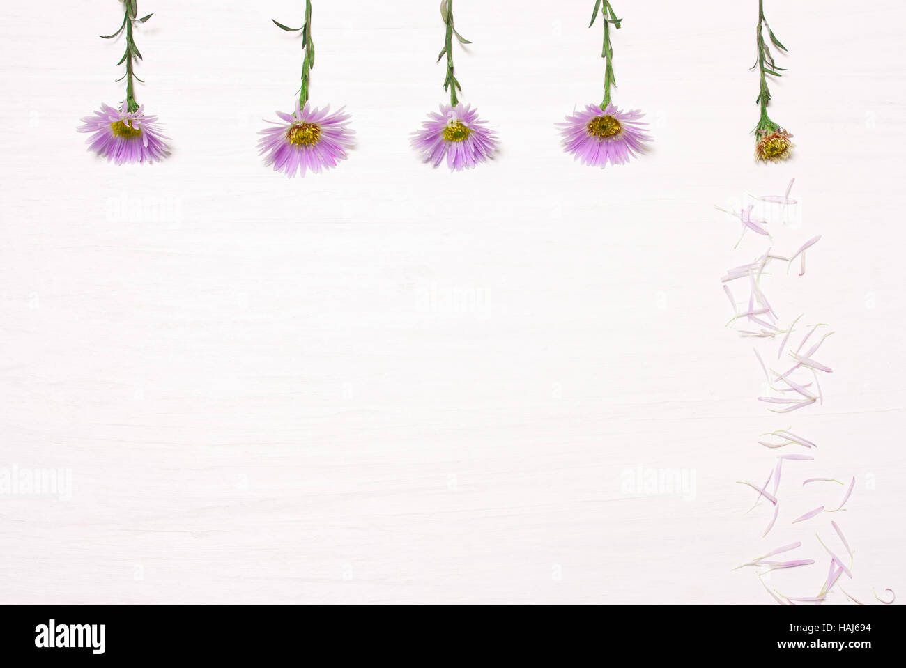 Five petal flowers hi-res stock photography and images - Alamy