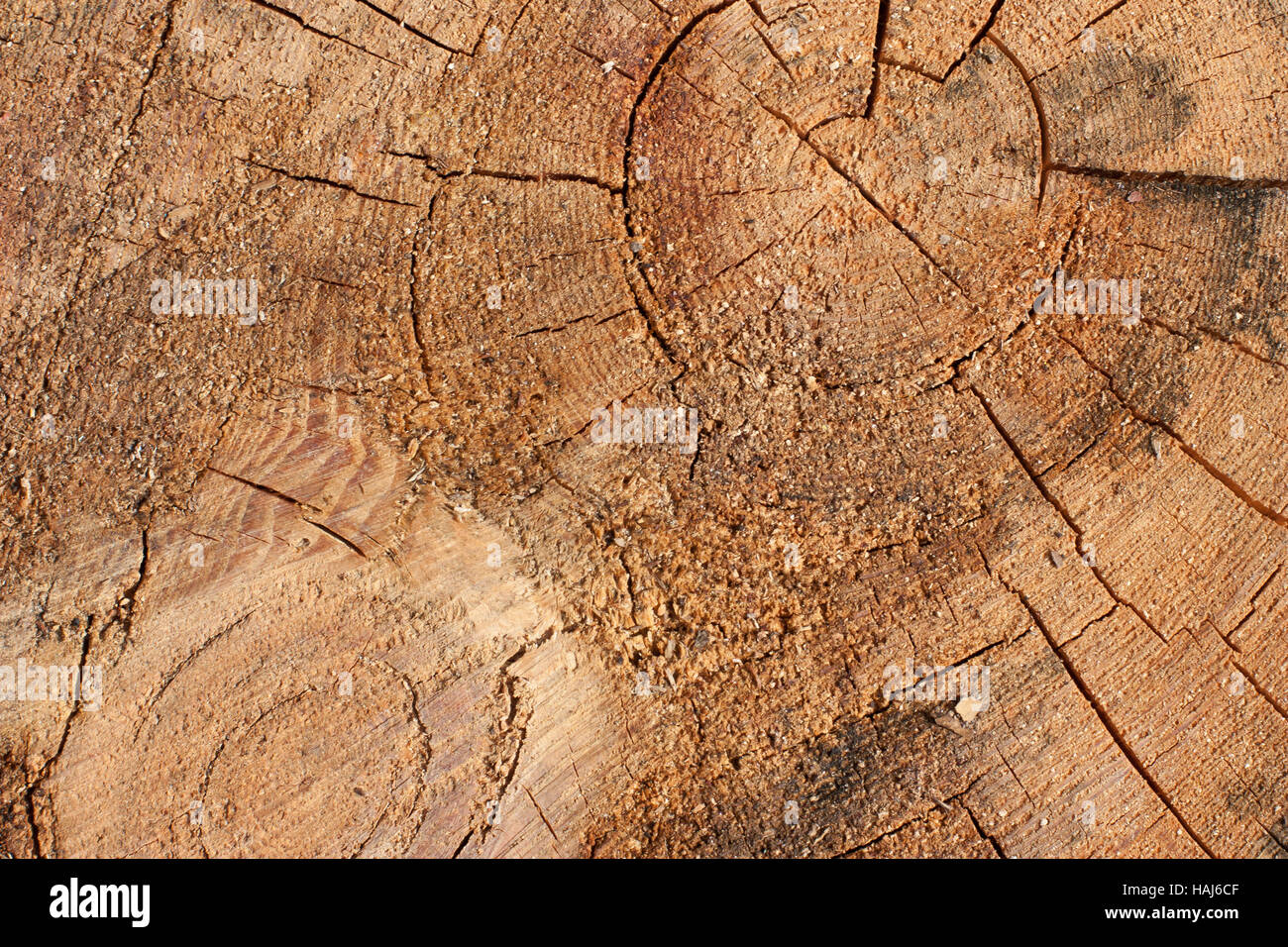 wooden texture background.Cross section of the tree Stock Photo - Alamy