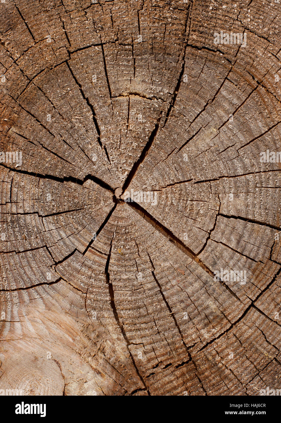 Tree log cross section hi-res stock photography and images - Alamy