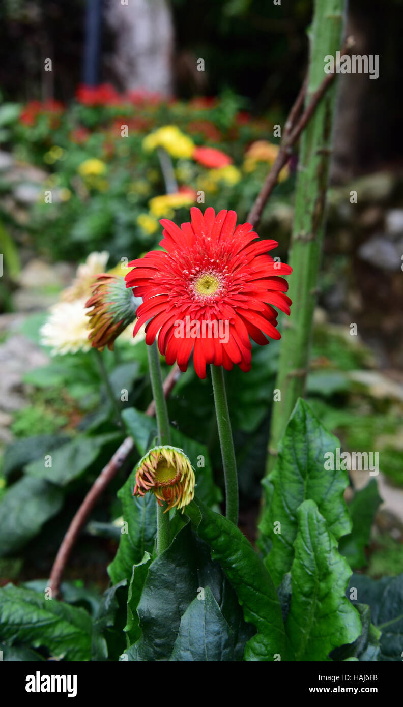 flower, red, , petals, sharp, forest Stock Photo - Alamy