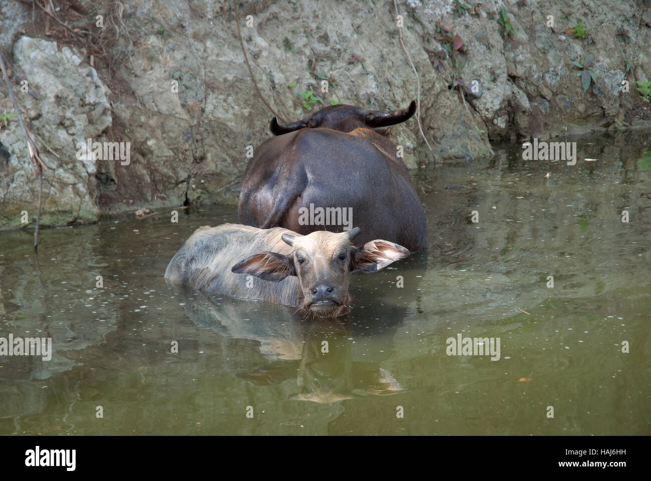 Using the water for protection from the sun and flies, a group of water ...