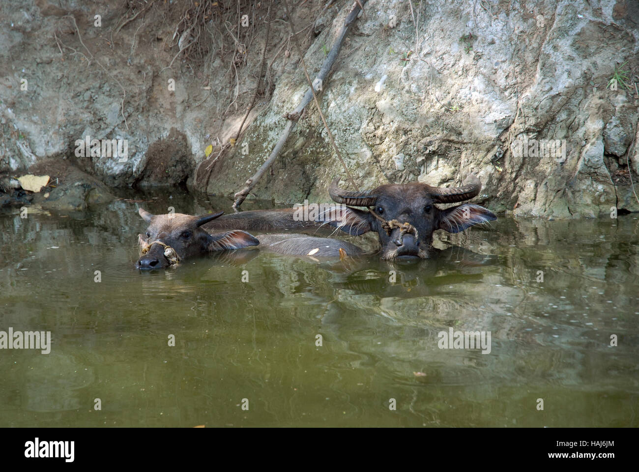 Using the water for protection from the sun and flies, a group of water ...