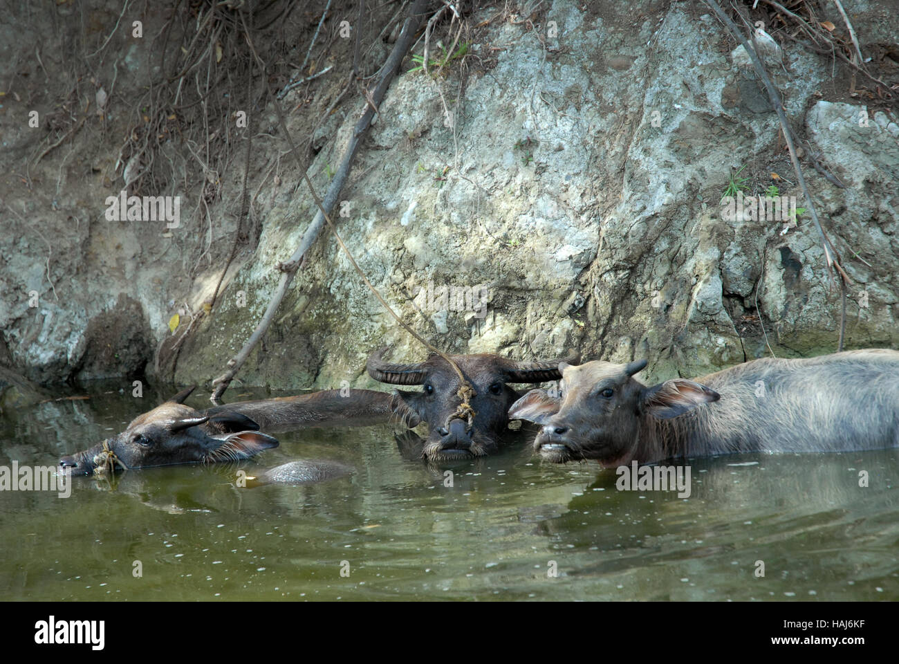 Using the water for protection from the sun and flies, a group of water ...