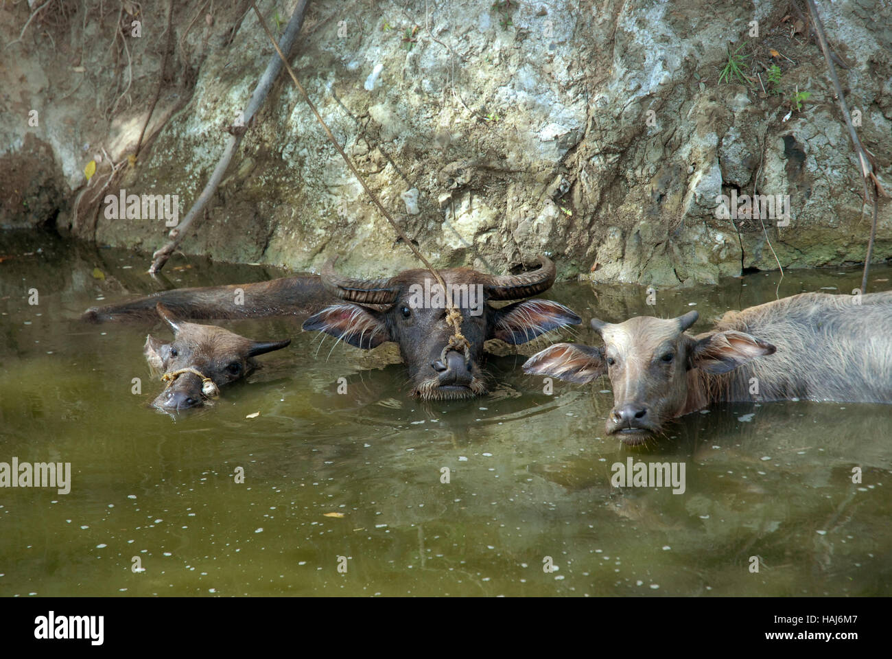 Using the water for protection from the sun and flies, a group of water ...