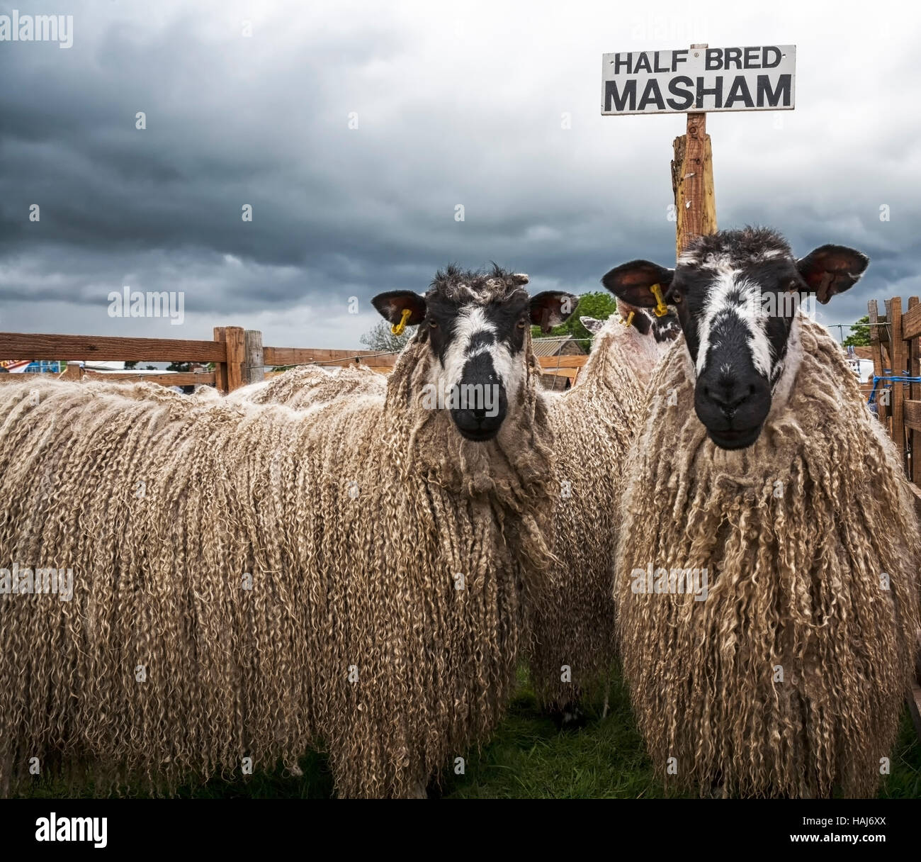 Half Bred Masham sheep Stock Photo - Alamy