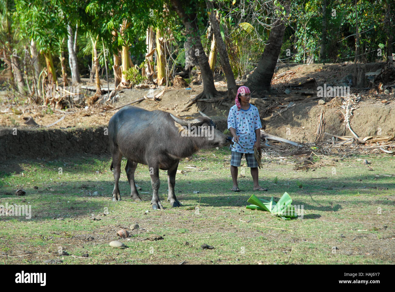 Farmer with his carabao hi-res stock photography and images - Alamy