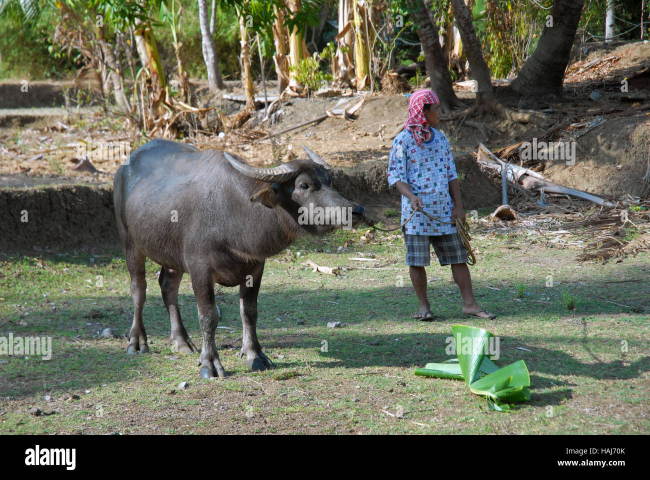 Farmer with his WATER BUFFALO (Carabao), in a rice field, Philippines ...