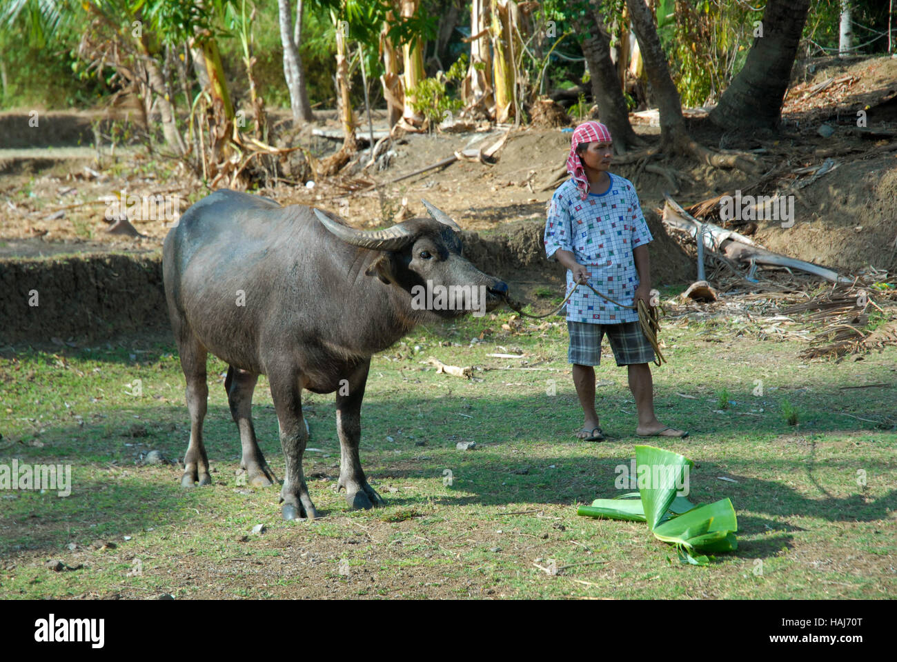 Farmer with his WATER BUFFALO (Carabao), in a rice field, Philippines ...