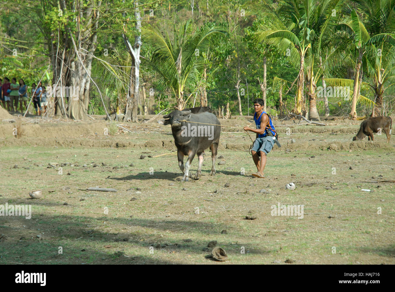 Farmer with his WATER BUFFALO (Carabao), in a rice field, Philippines ...