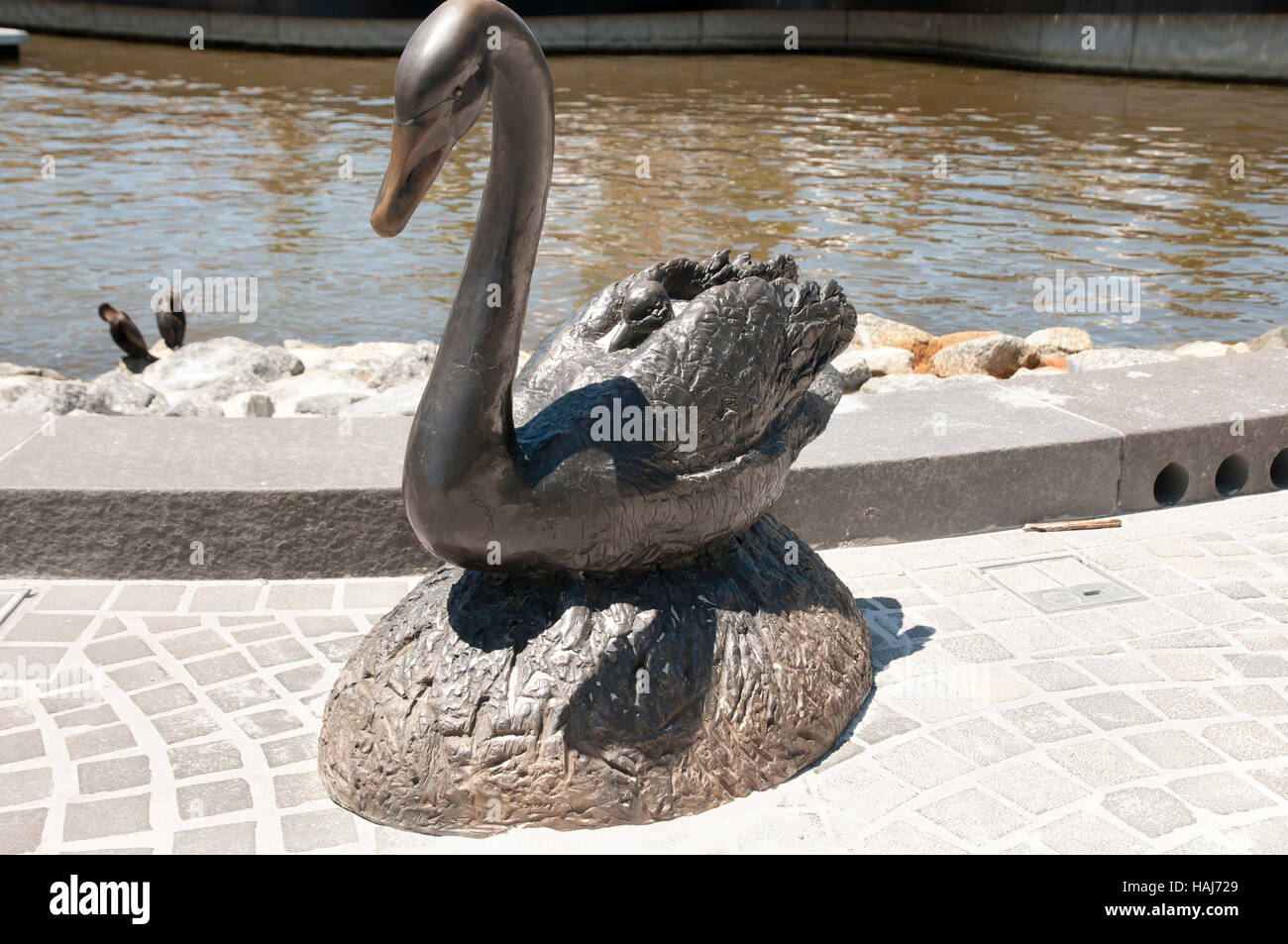 Swan Statue - Perth - Australia Stock Photo - Alamy