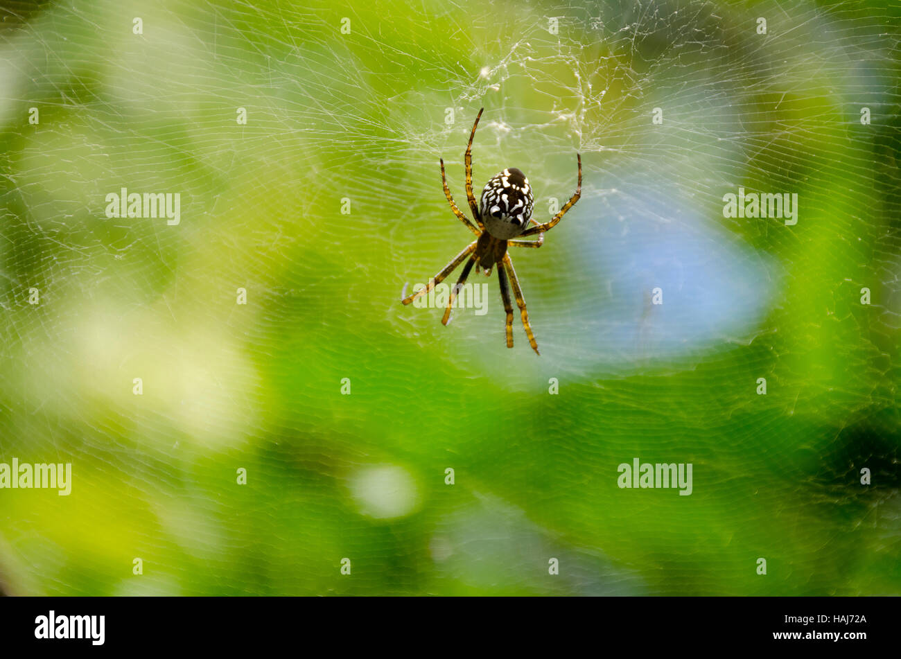 Spider in forest hi-res stock photography and images - Alamy