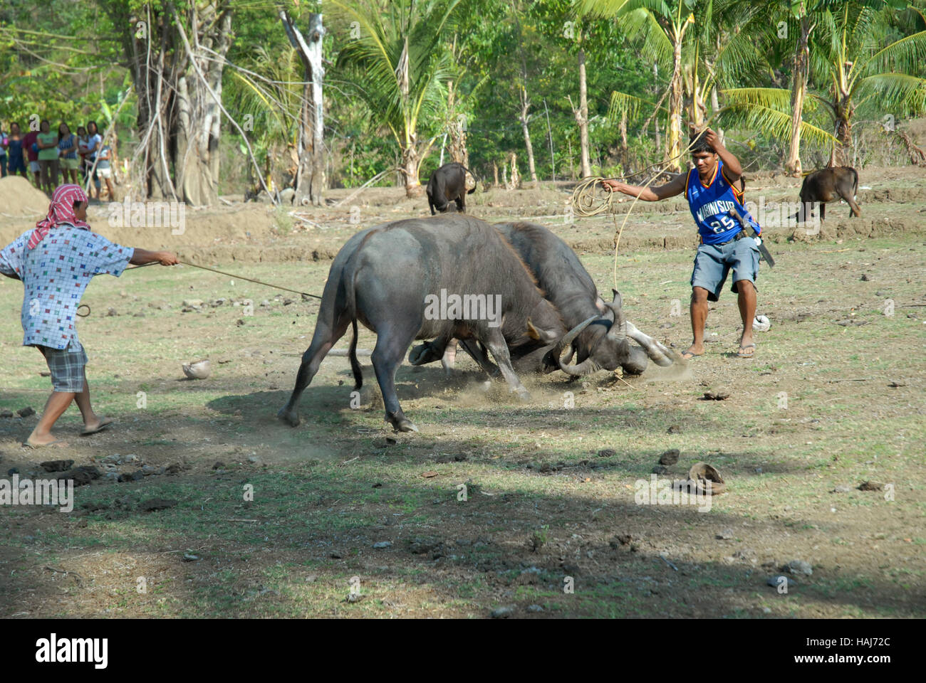 Carabao in paddy field hi-res stock photography and images - Alamy