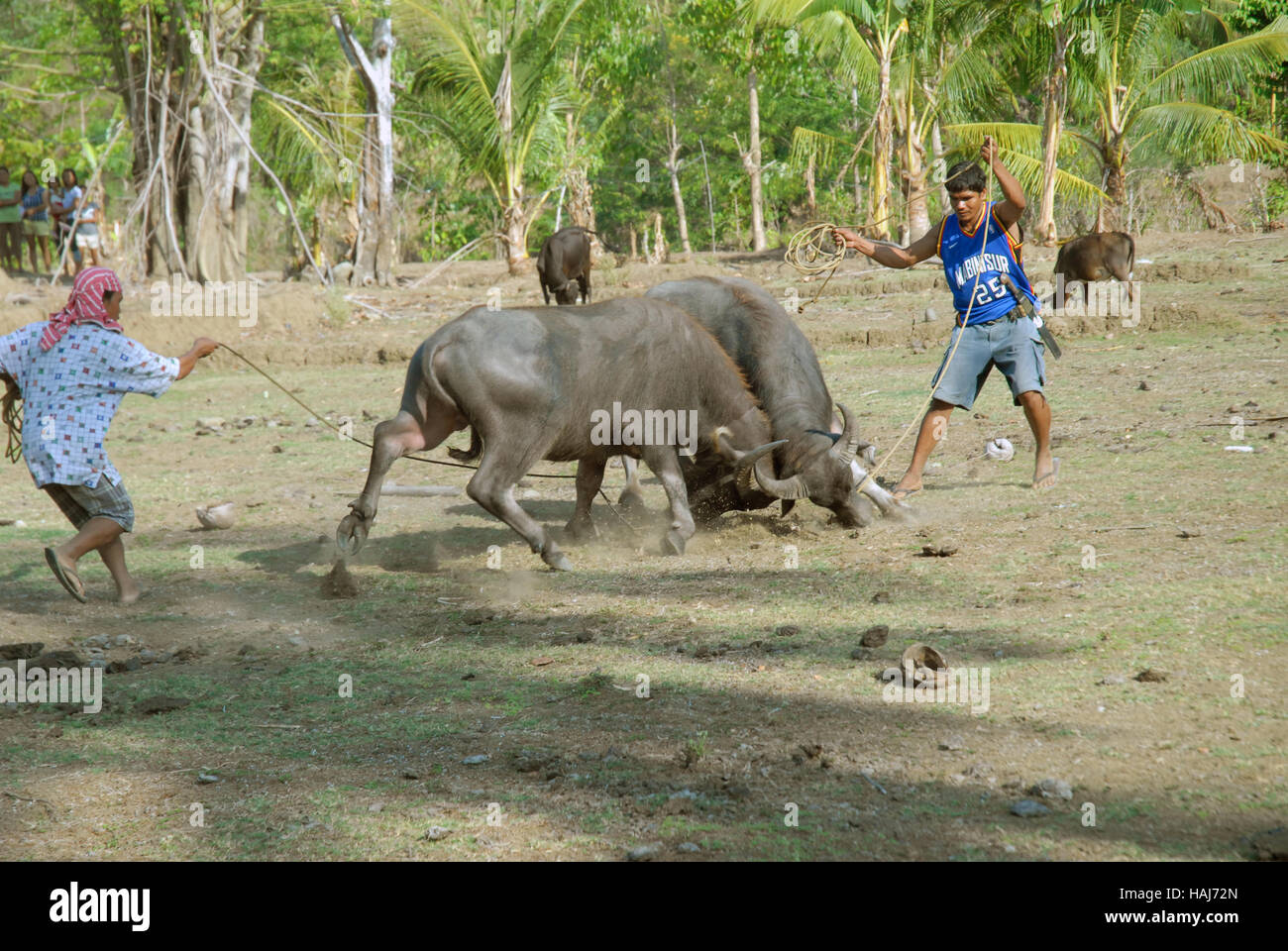 Two Carabao fighting on rice field, Philippines Stock Photo - Alamy