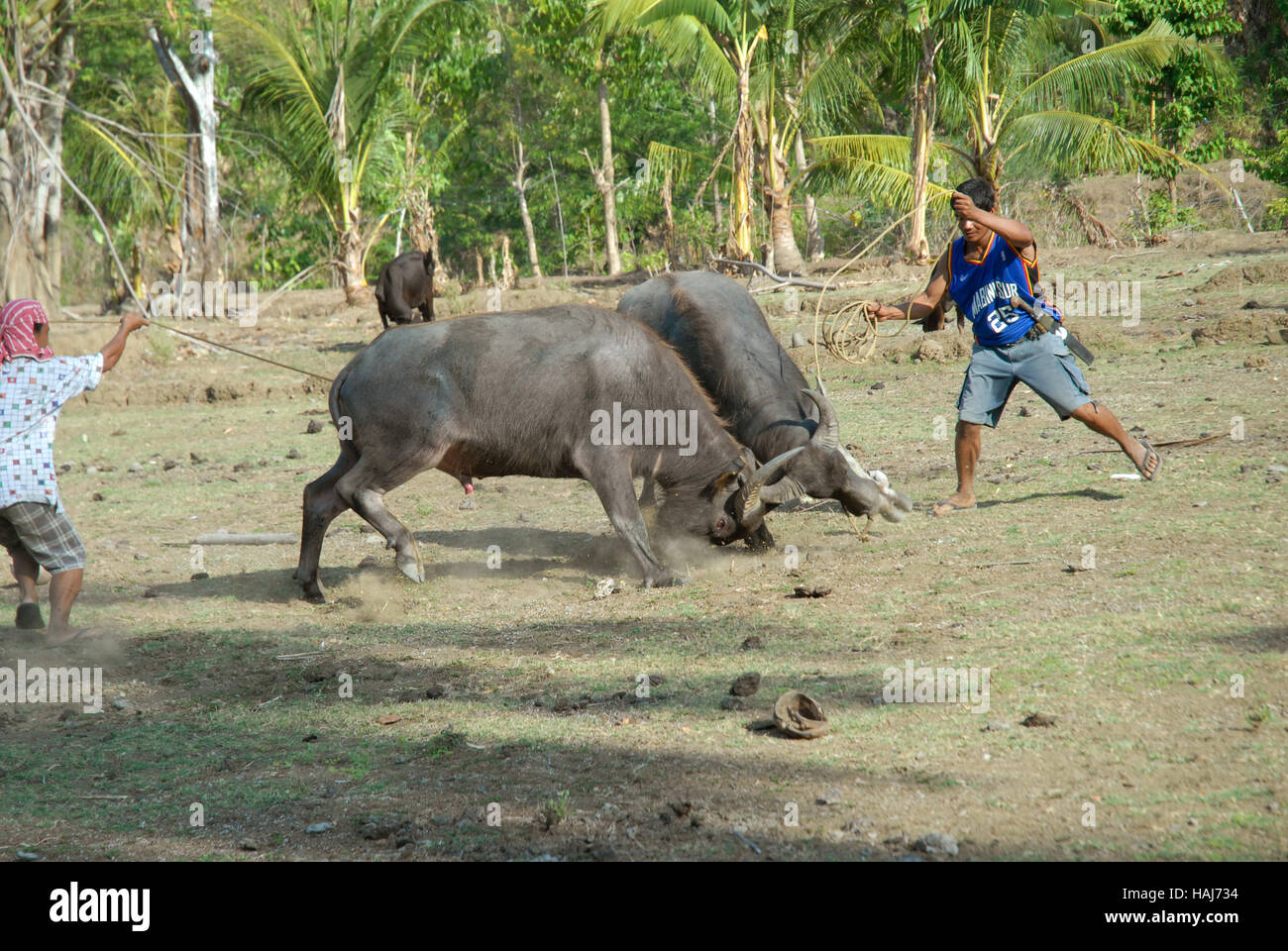 Two Carabao fighting on rice field, Philippines Stock Photo - Alamy