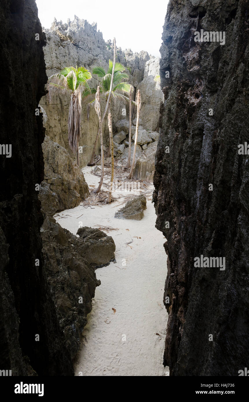 Coconut trees in chasm, Togo Chasm, Niue, South Pacific, Oceania Stock ...
