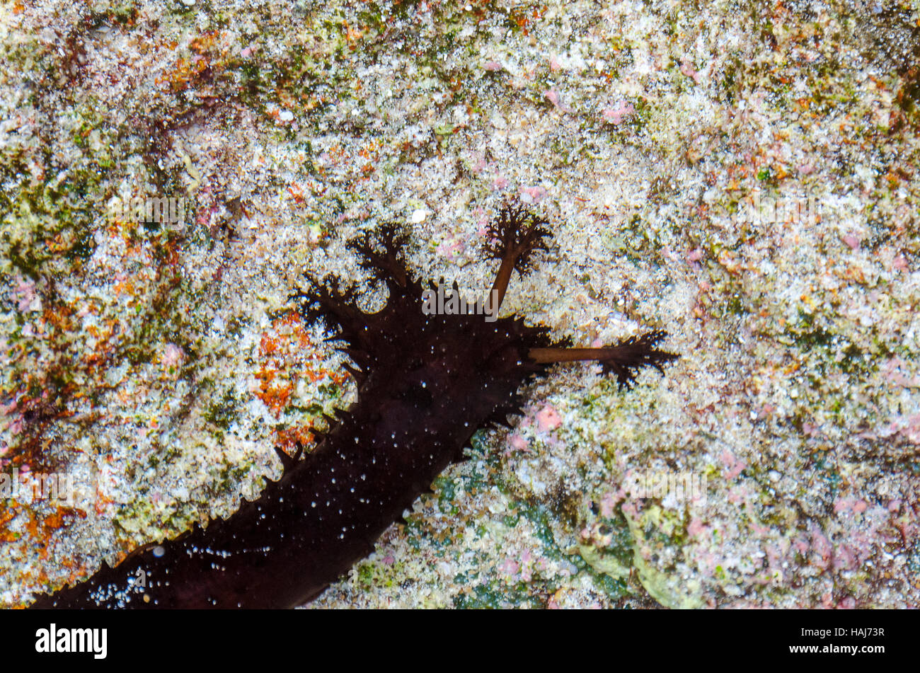Sea slug on coral reef,Talava, Niue, South Pacific, Oceania Stock Photo ...