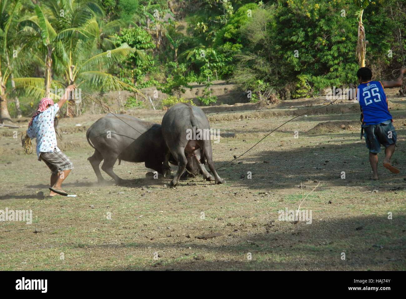 Carabao bubalus bubalis hi-res stock photography and images - Alamy