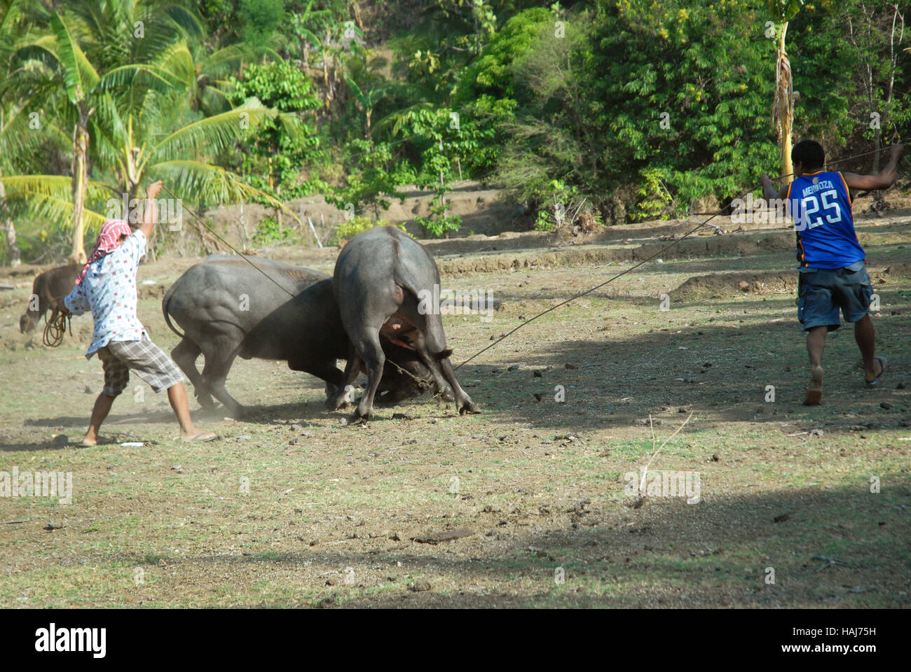 Two Carabao fighting on rice field, Philippines Stock Photo - Alamy