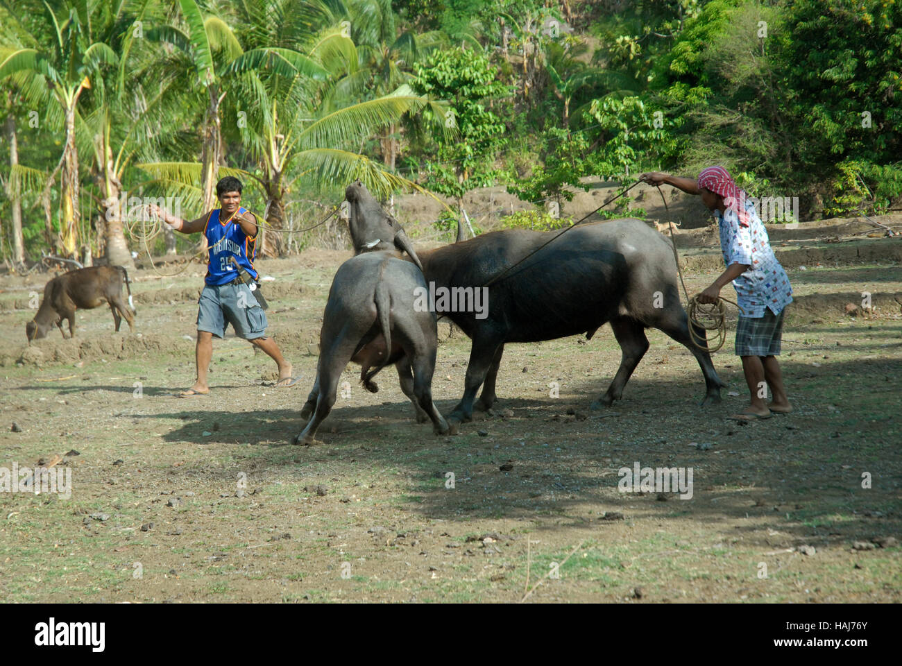 Two Carabao fighting on rice field, Philippines Stock Photo - Alamy