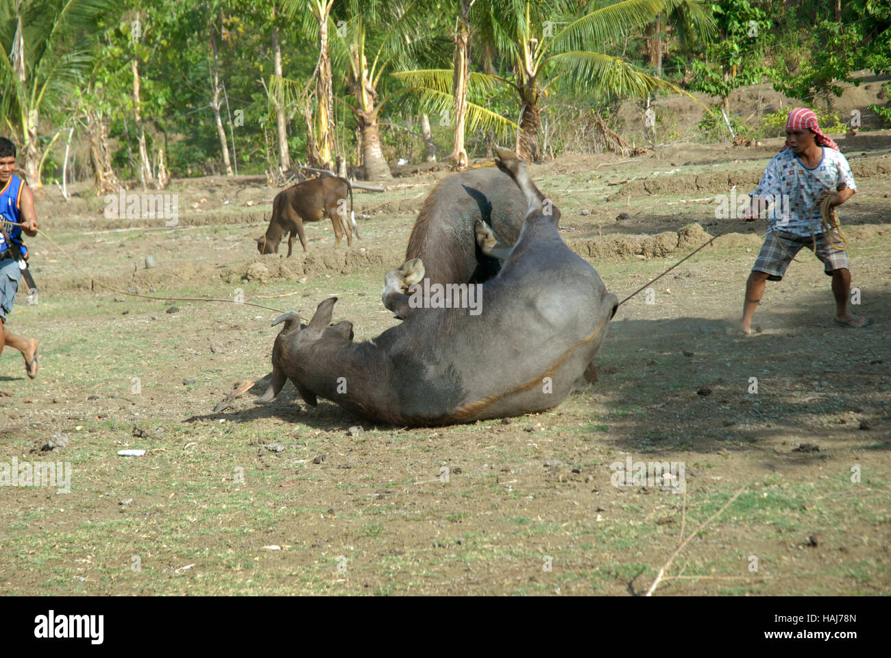 Two Carabao fighting on rice field, Philippines Stock Photo - Alamy