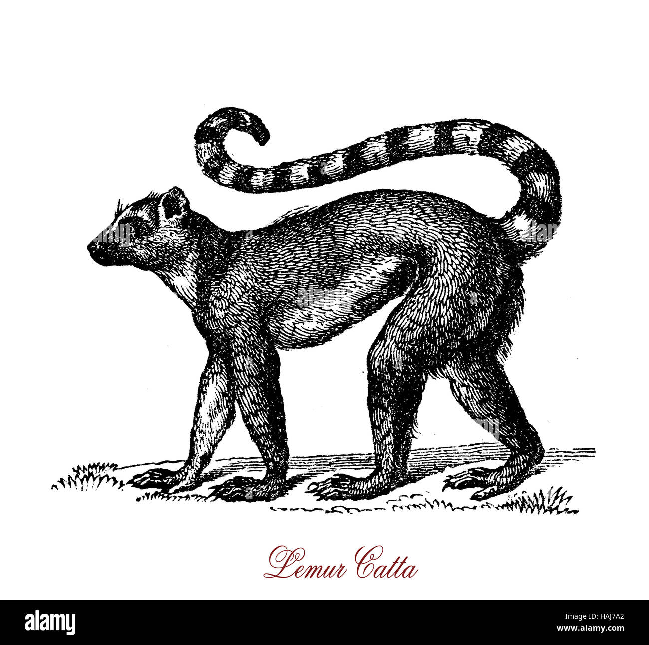 Ring tailed lemur in captivity Cut Out Stock Images & Pictures - Alamy