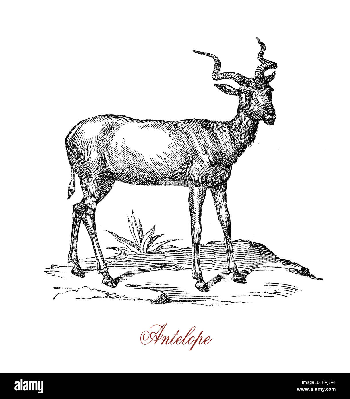 Antelope is a herbivorous mammal native of Africa with slender legs and ...