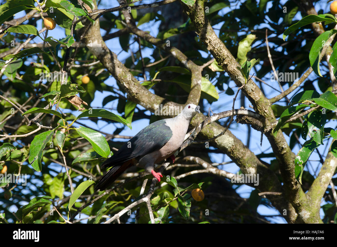 Pacific imperial pigeon, Anaiki, Niue, South Pacific, Oceania Stock ...