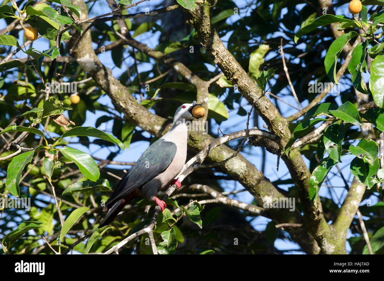 Pacific imperial pigeon eating fruit, Anaiki, Niue, South Pacific ...