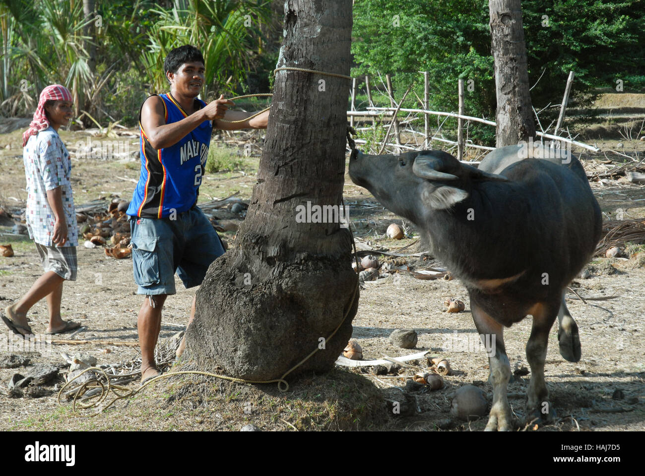 Farmer with his WATER BUFFALO (Carabao), in a rice field, Philippines ...