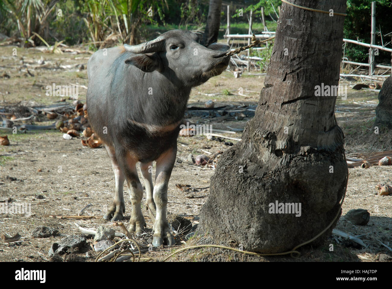 WATER BUFFALO or Carabao, tied to palm tree in rice fields, Phillipines ...