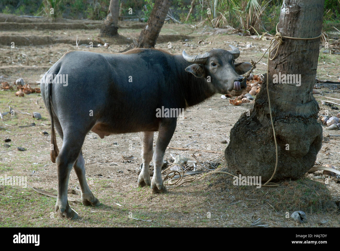 WATER BUFFALO or Carabao, tied to palm tree in rice fields, Phillipines ...