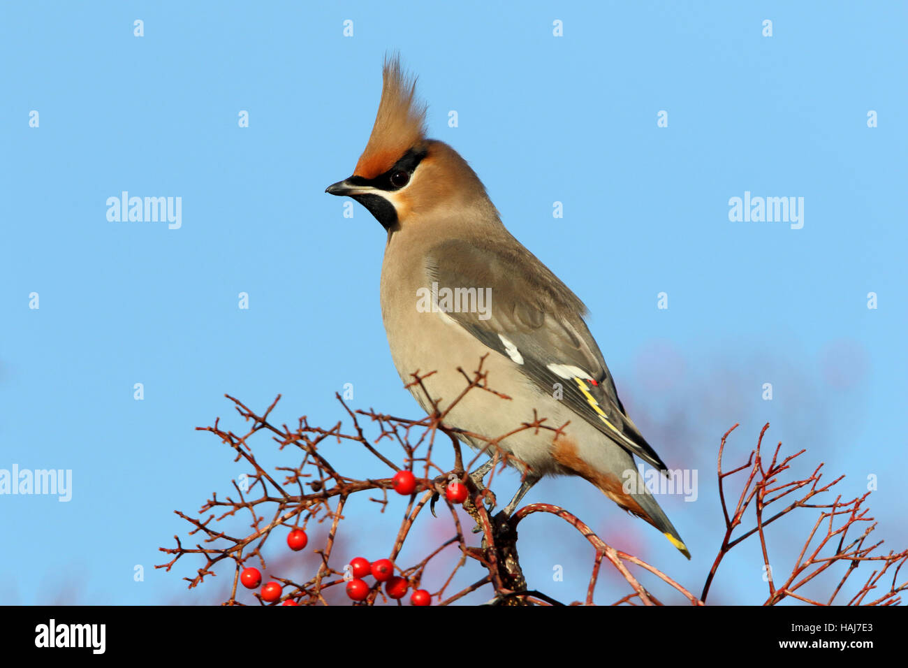 Bohemian Waxwing, Bombycilla garrulus, feeding on berry laden trees ...