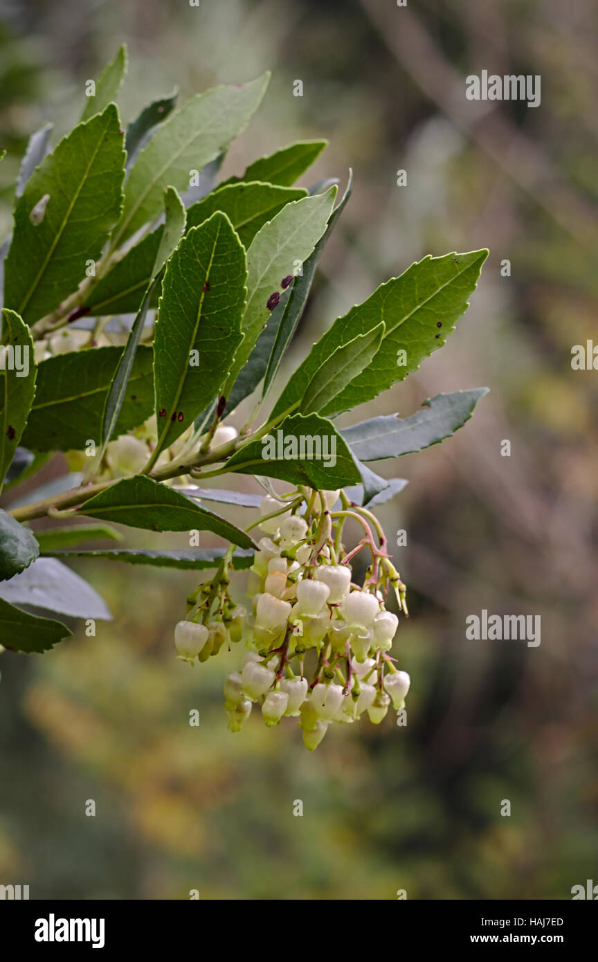 Madrone tree leaves hi-res stock photography and images - Alamy