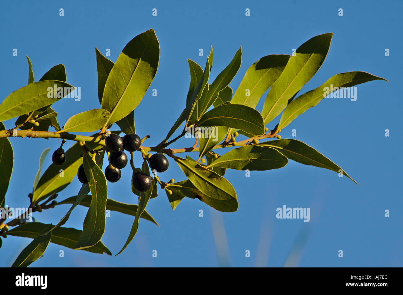 Leaves and berries of Bay laurel, Laurus Nobilis Stock Photo - Alamy