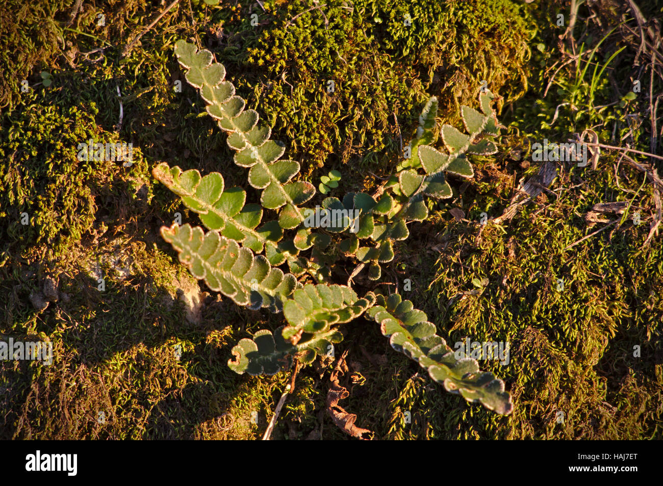 Asplenium ceterach or Ceterach officinarum Stock Photo - Alamy