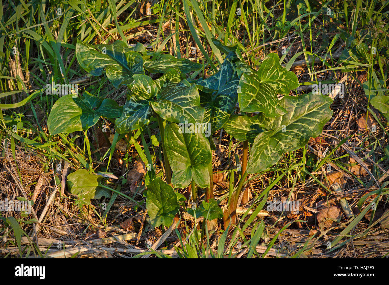 Arum maculatum - snakeshead, adder's root, arum, wild arum, arum lily ...