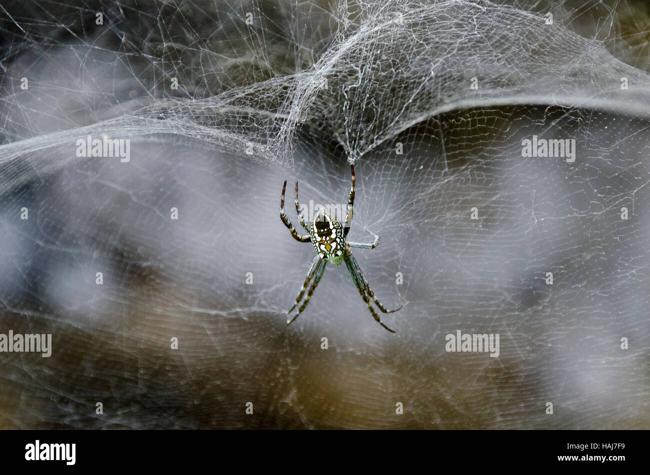 Spider in Pataha Cave, Niue, South Pacific, Oceania Stock Photo - Alamy