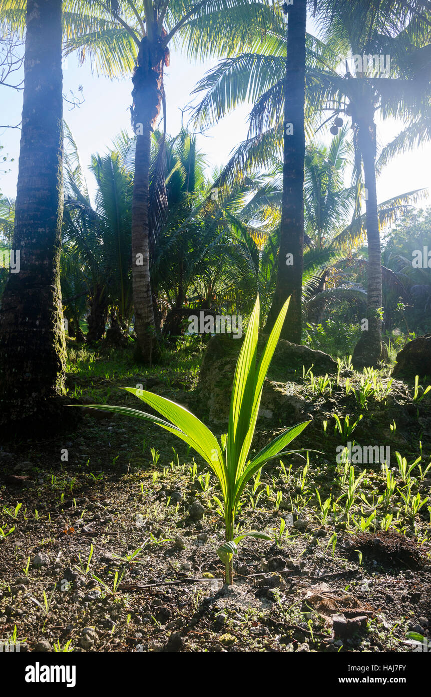 Young coconut plant, Anaiki, Niue, South Pacific, Oceania Stock Photo ...