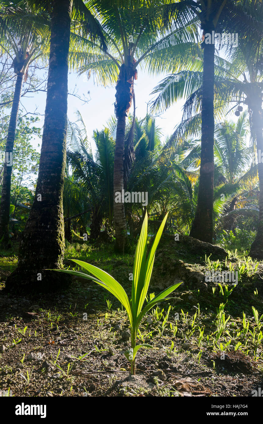 Young coconut plant, Anaiki, Niue, South Pacific, Oceania Stock Photo ...